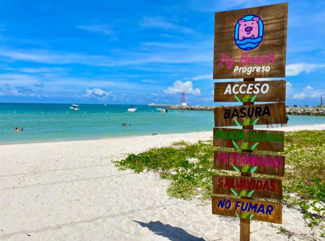 Iniciativa “Pig Beach” busca fomentar el cuidado del medio ambiente y ...